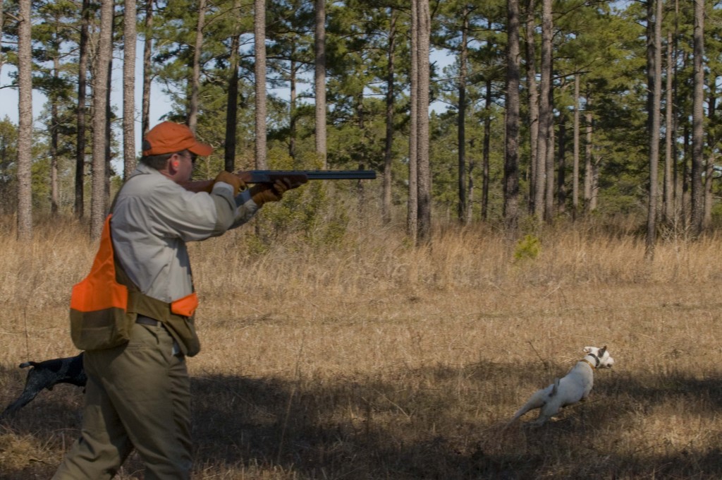 Quail Hunting | Sedgefields Lakes Plantation