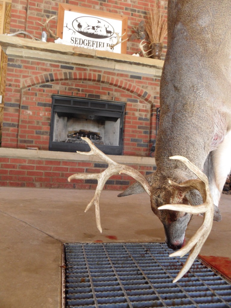Whitetail | Sedgefields Lakes Plantation